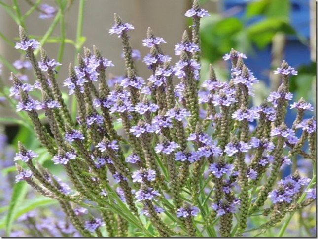 La Verveine et ses vertus - Remède naturel et magique